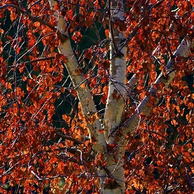 Red Birch - Journalist Profile - Intelligent Relations